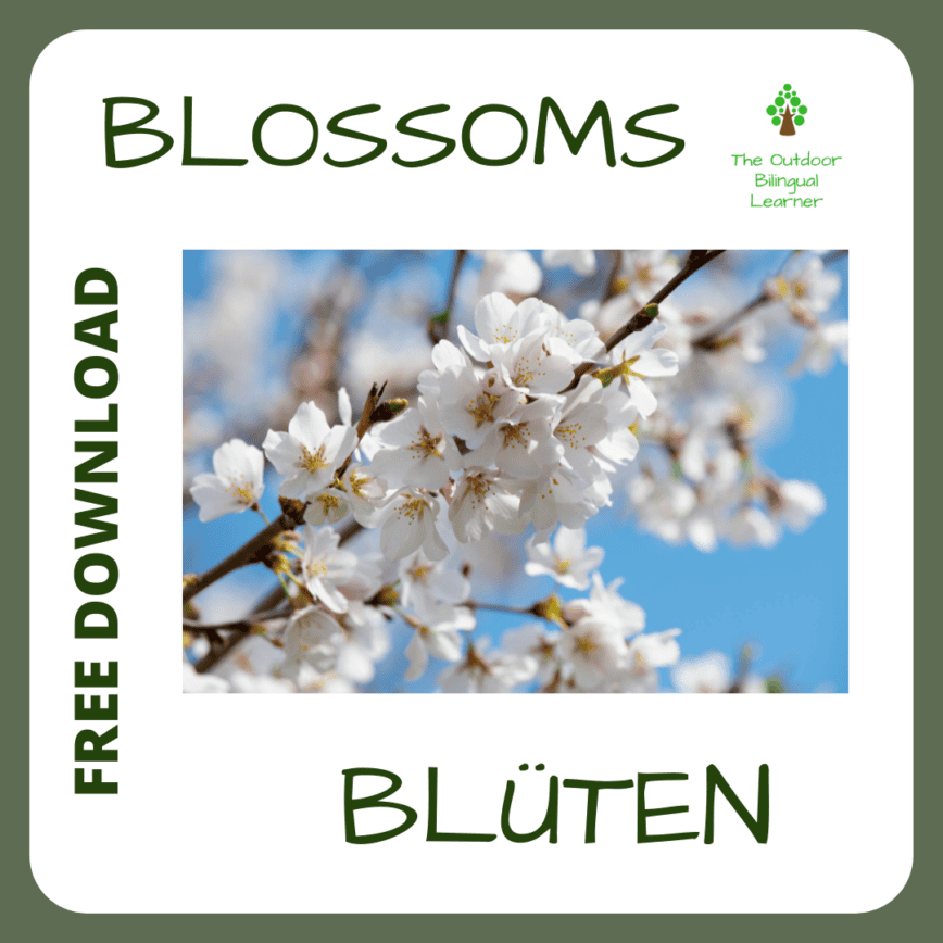 blossom | The Outdoor Bilingual Learner
