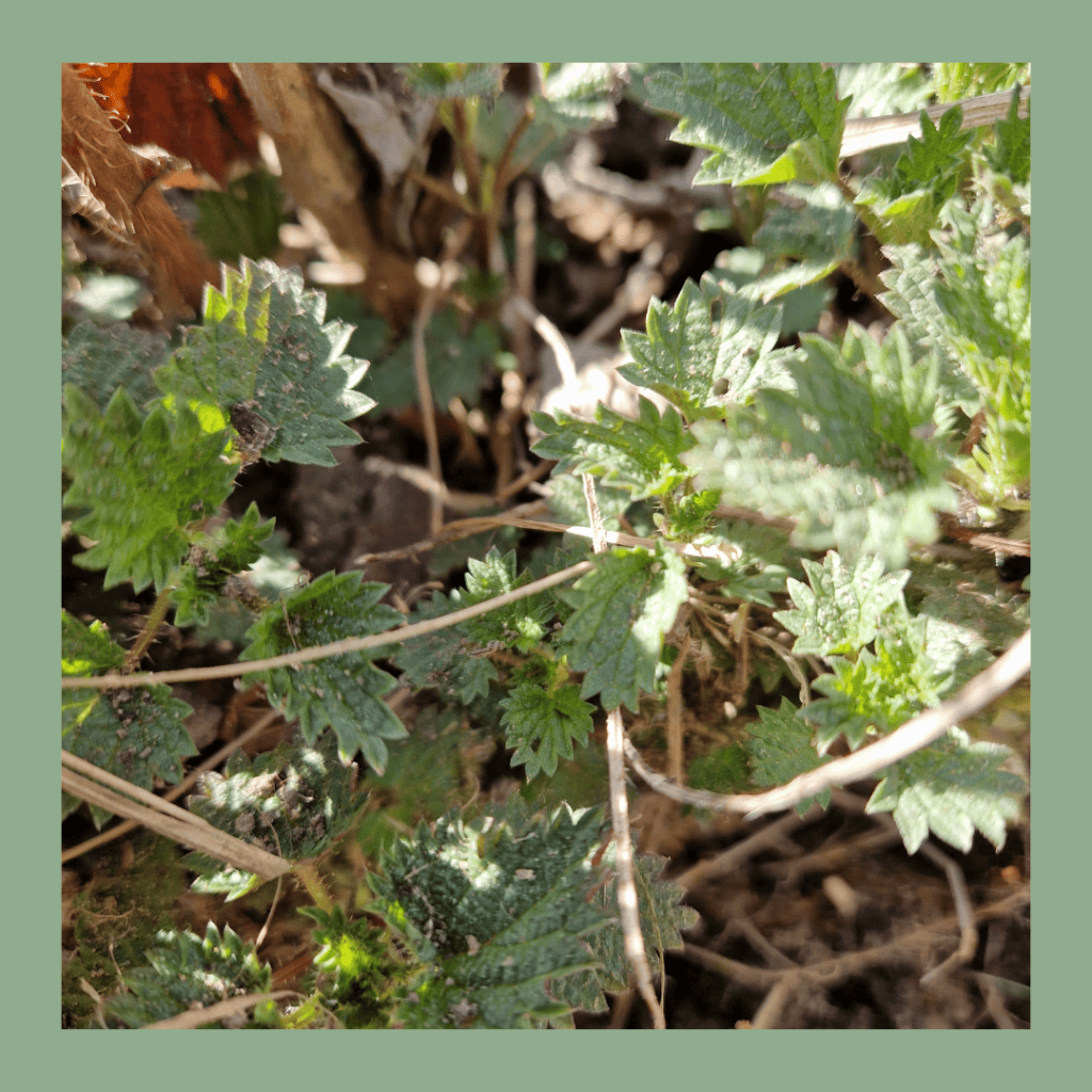 Spring Foraging – Nettles | The Outdoor Bilingual Learner