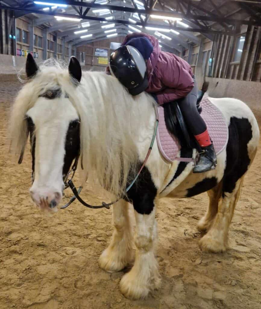 Meet Our Ponies And Get A View of Emily’s Pony Language Adventures